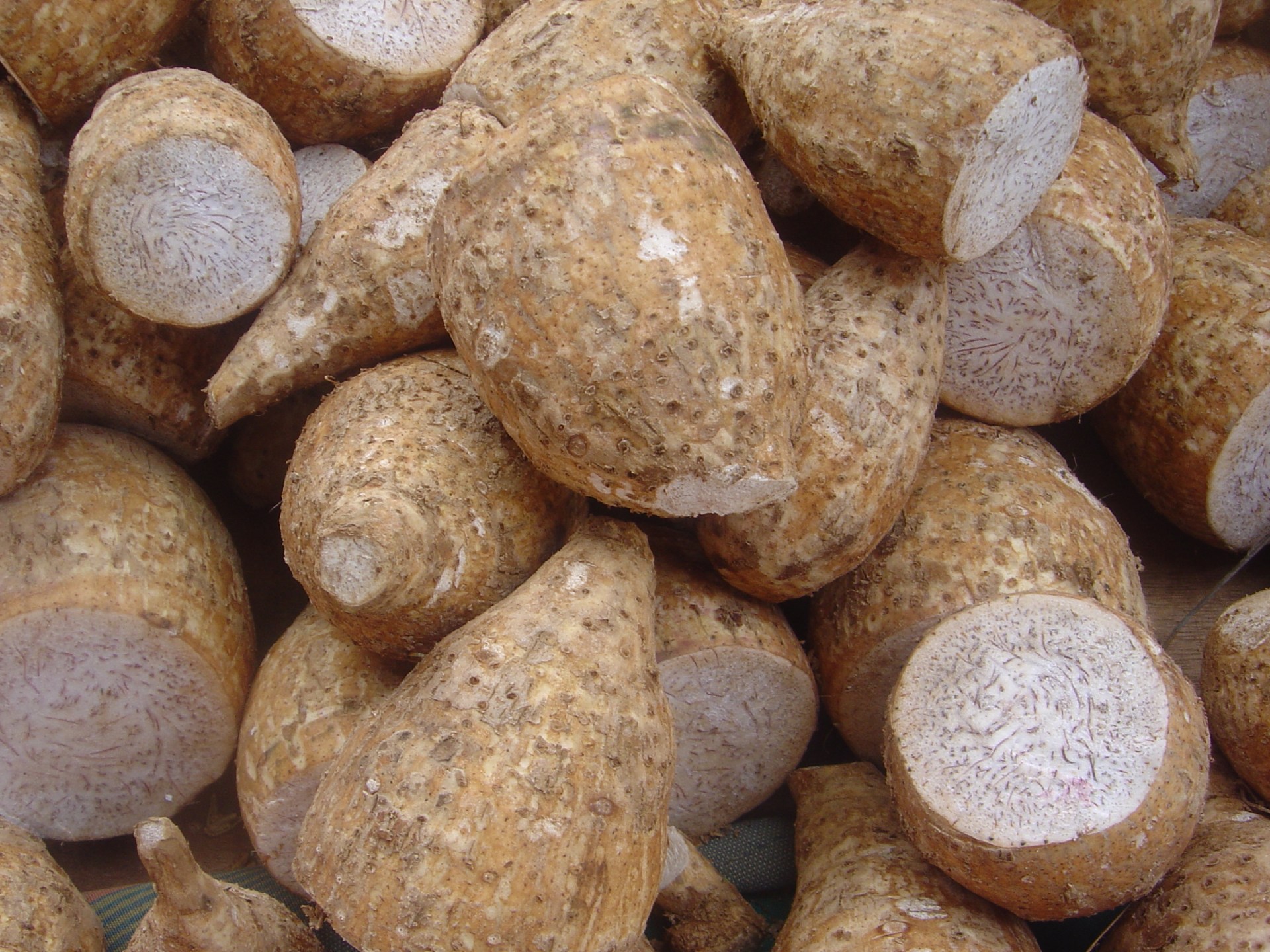 Asal usul rasa Taro di dunia makanan dan minuman – Indo Bubble Tea